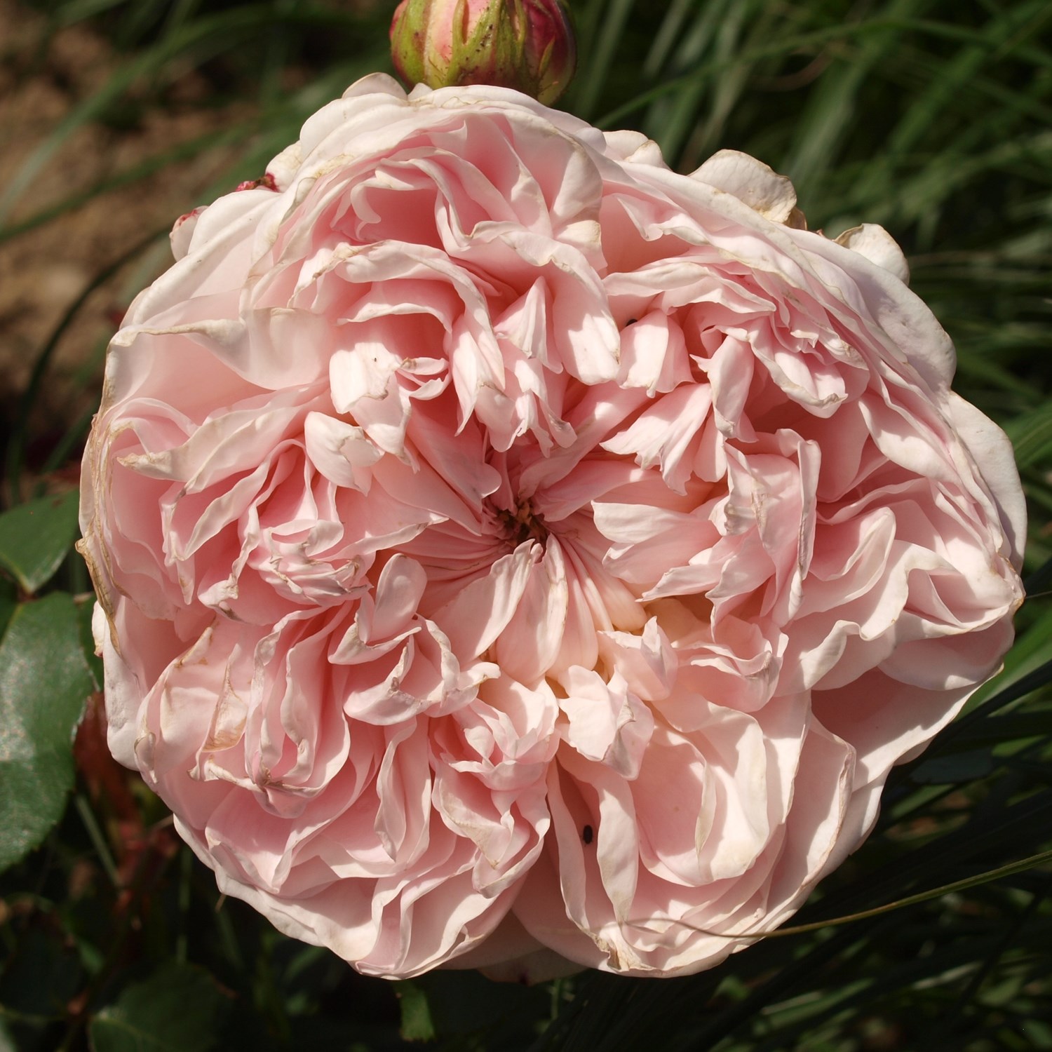 Fast sortiment af roser fra planteskole i Viborg