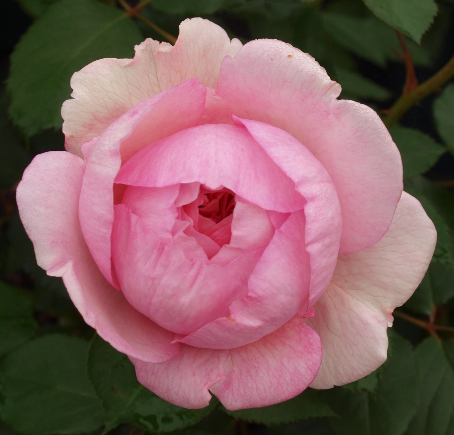 Fast sortiment af roser fra planteskole i Viborg