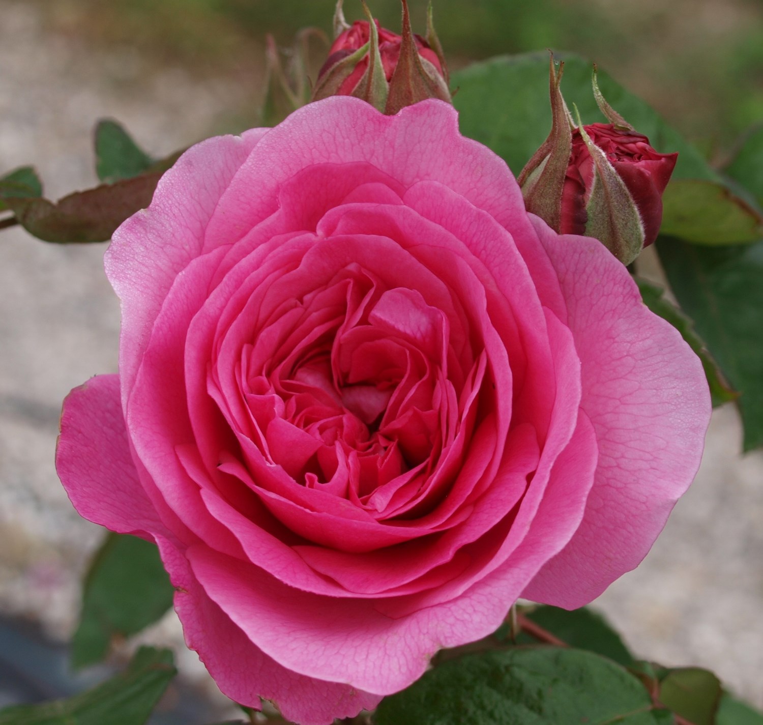 Fast sortiment af roser fra planteskole i Viborg