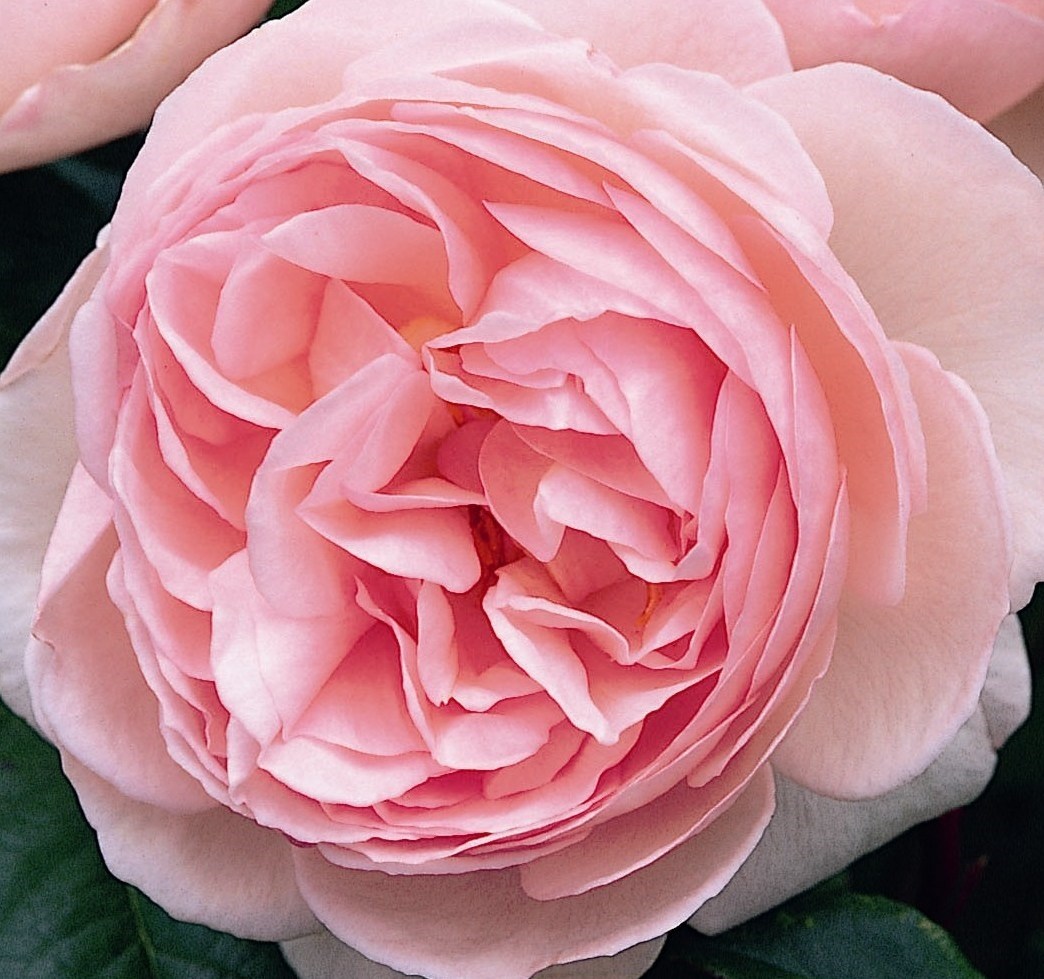 Fast sortiment af roser fra planteskole i Viborg