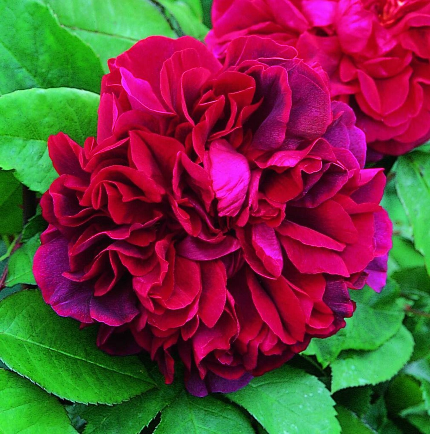 Fast sortiment af roser fra planteskole i Viborg