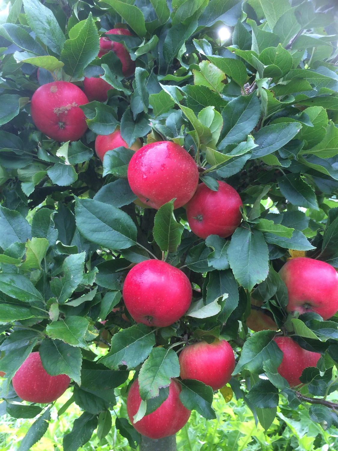 Frugttræer forhandles nær Overlund i Viborg | Få træer til haven i Asmild