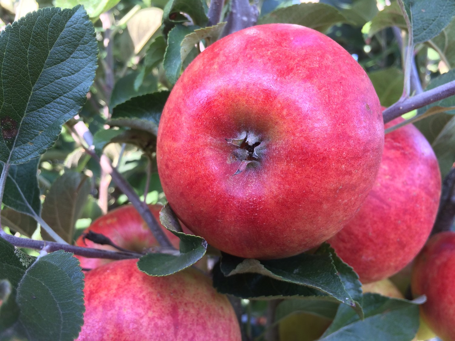 Frugttræer forhandles nær Overlund i Viborg | Få træer til haven i Asmild