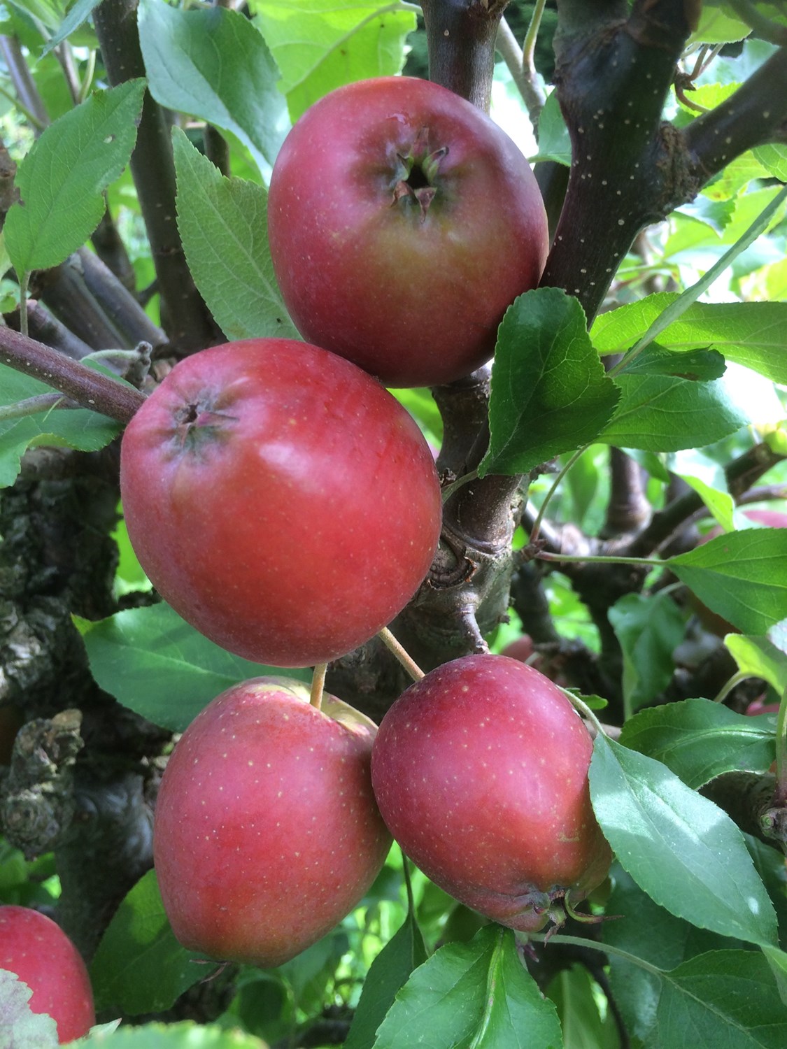 Frugttræer forhandles nær Overlund i Viborg | Få træer til haven i Asmild