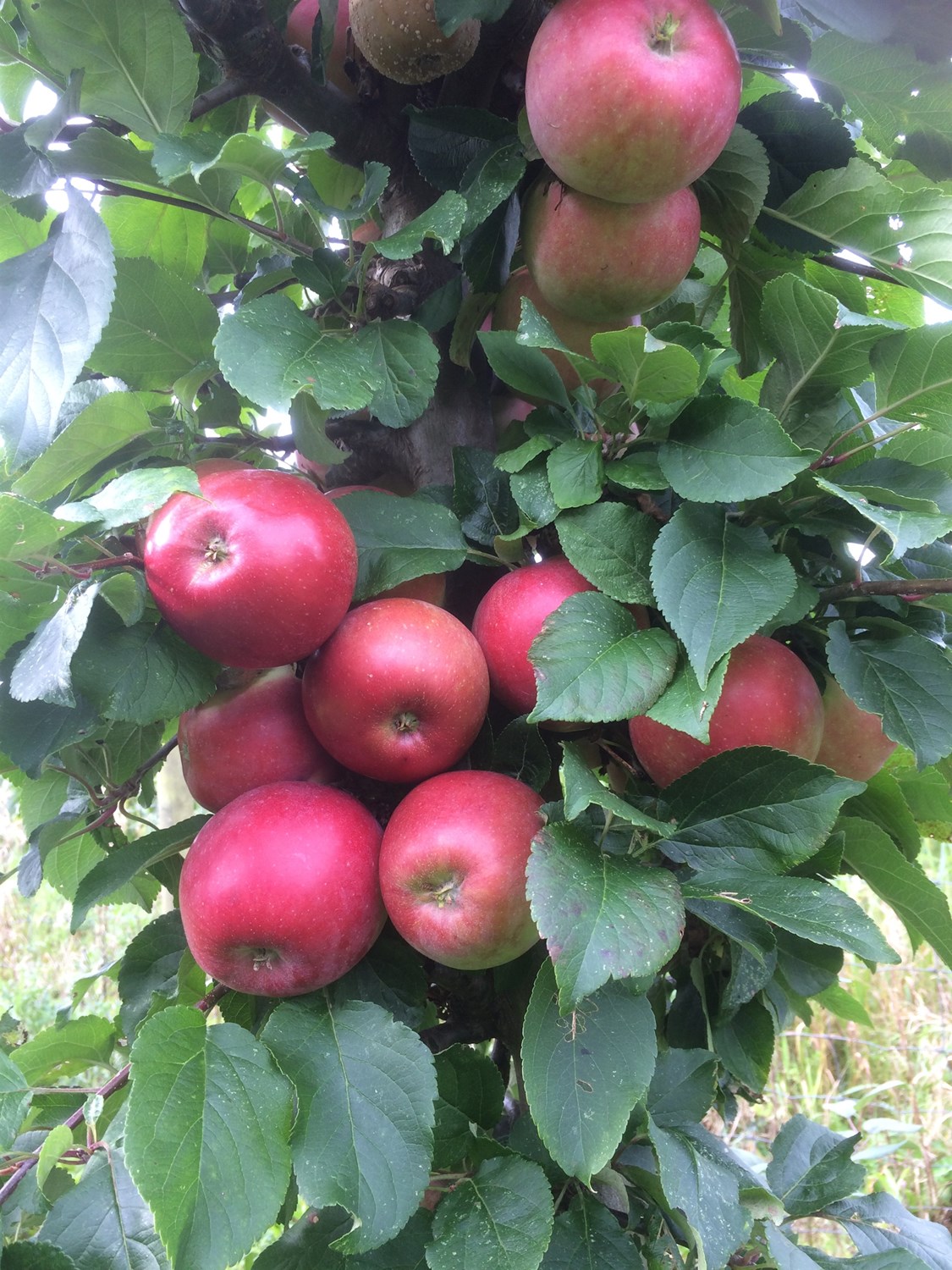 Frugttræer forhandles nær Overlund i Viborg | Få træer til haven i Asmild
