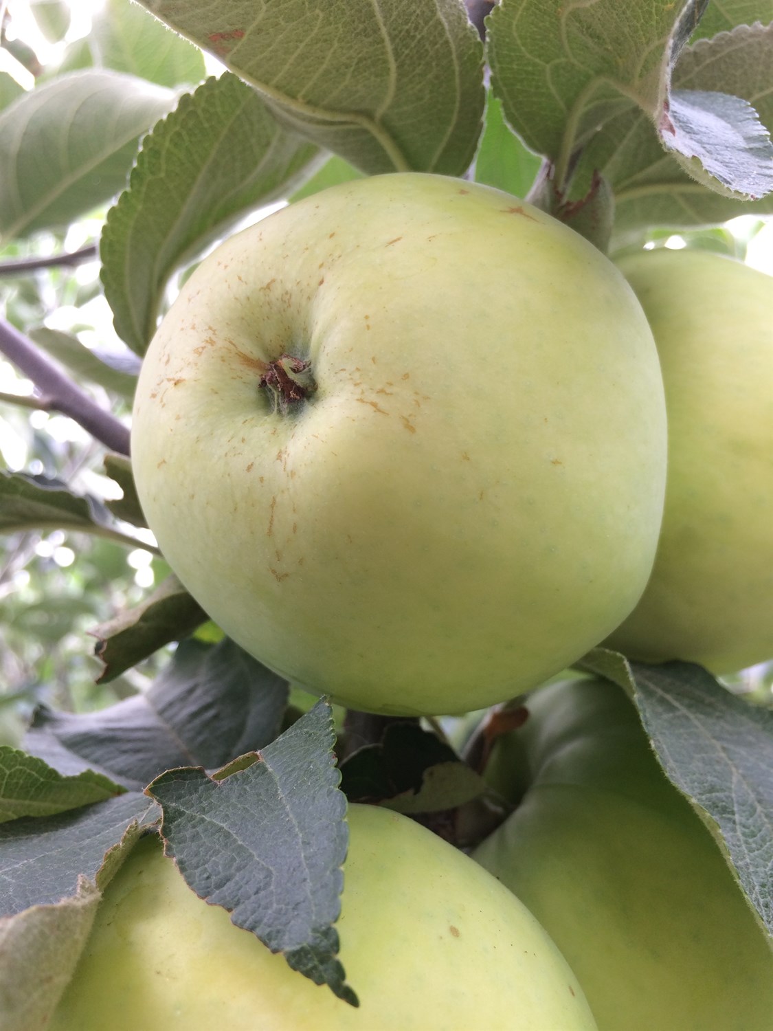 Frugttræer forhandles nær Overlund i Viborg | Få træer til haven i Asmild