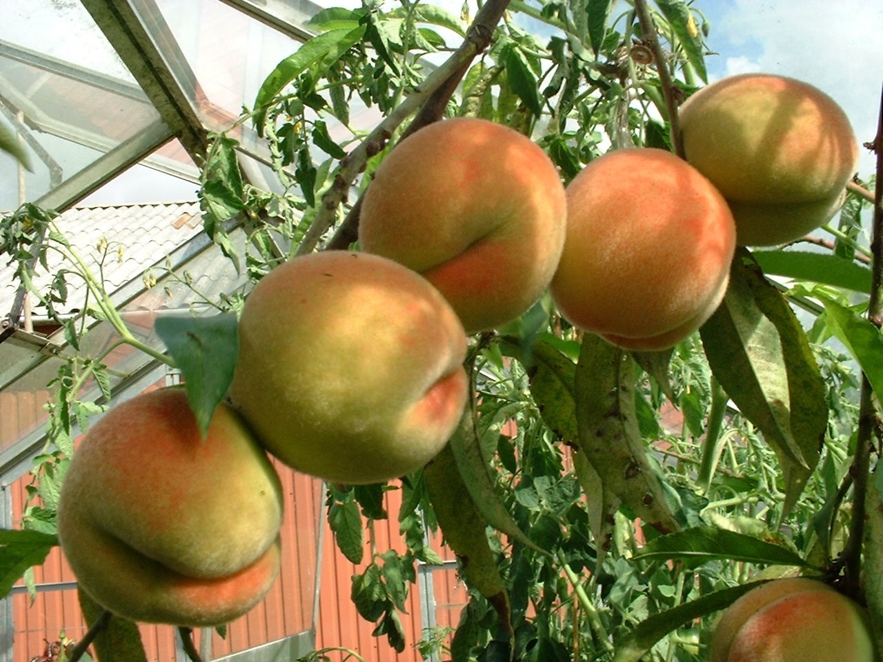 Frugttræer forhandles nær Overlund i Viborg | Få træer til haven i Asmild