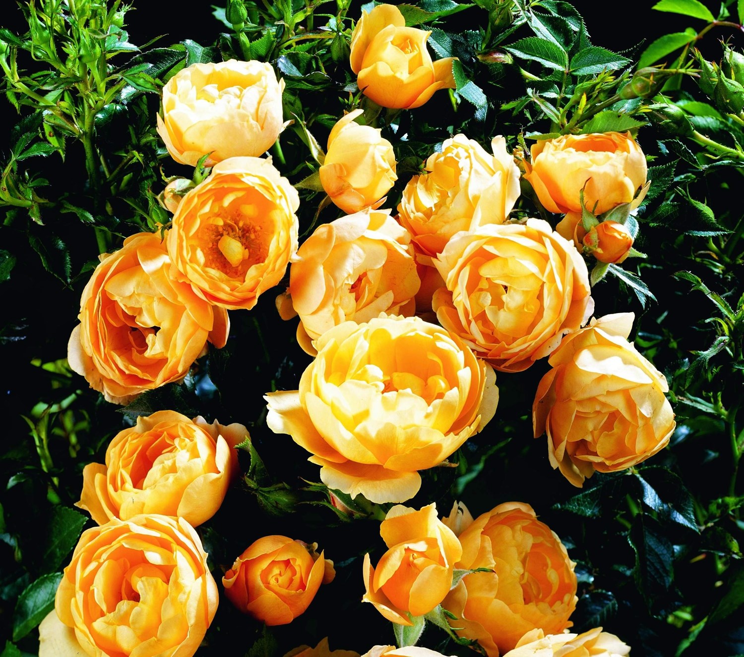 Fast sortiment af roser fra planteskole i Viborg