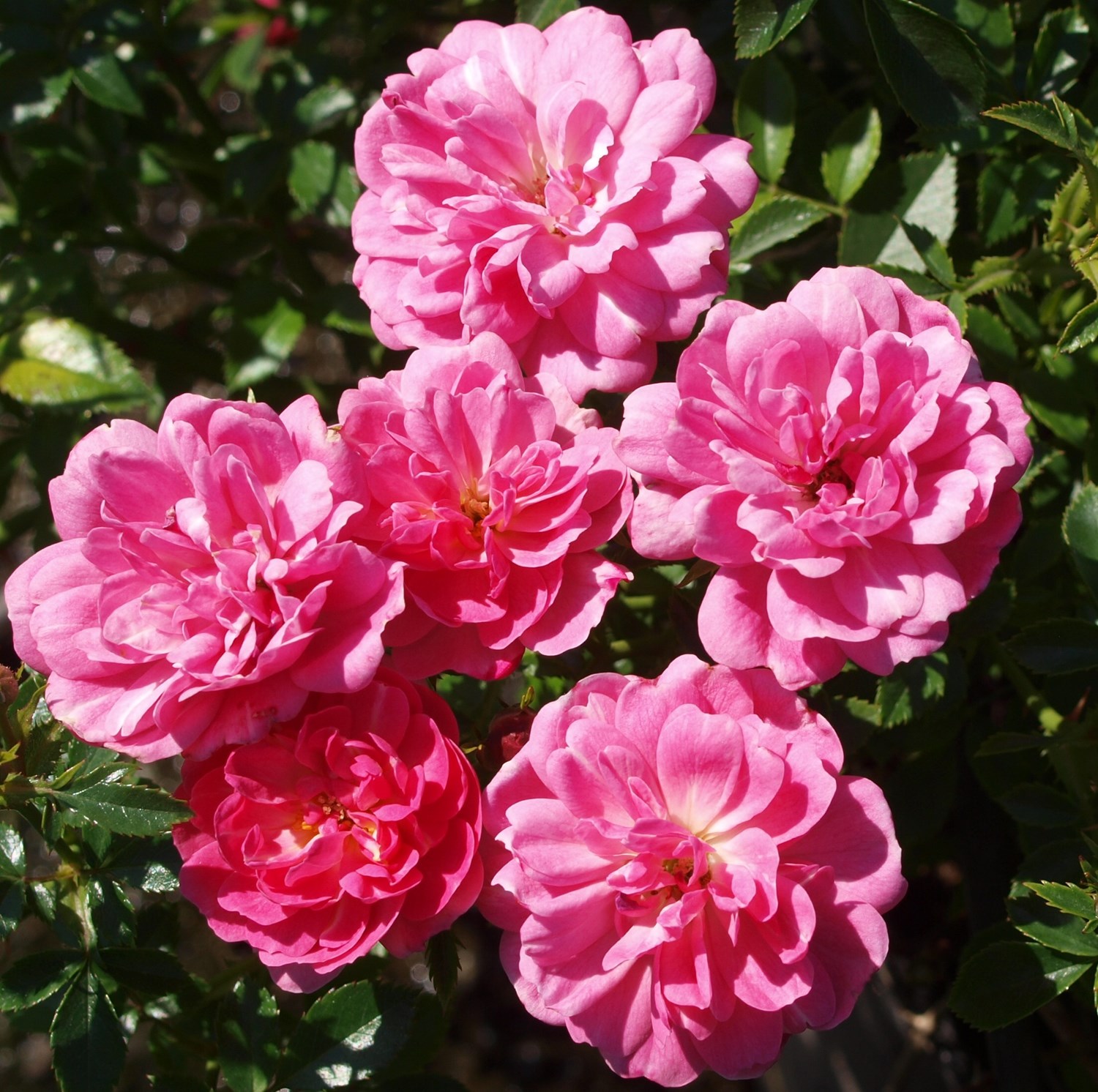 Fast sortiment af roser fra planteskole i Viborg