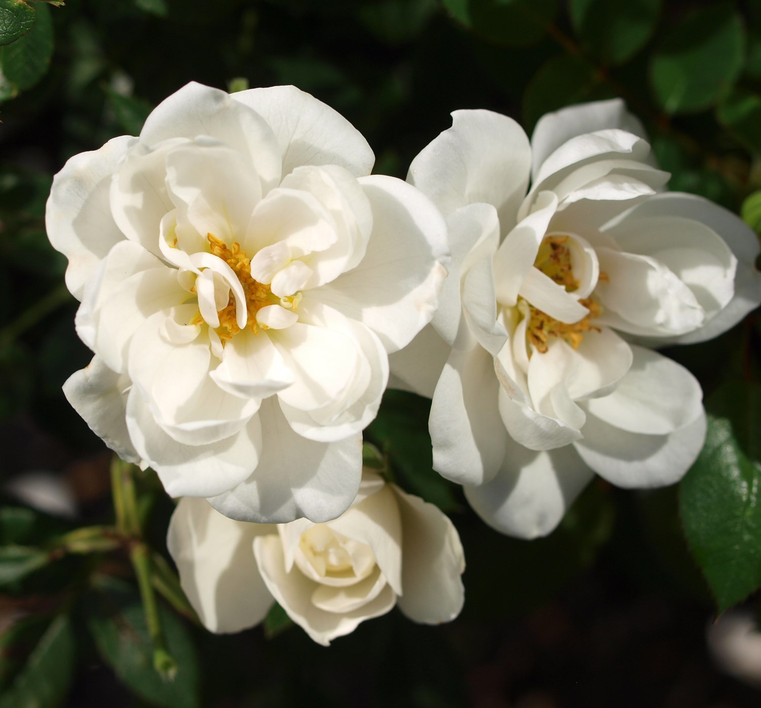 Fast sortiment af roser fra planteskole i Viborg